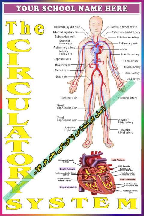 The Circulatory System Science Educational School Posters Buy